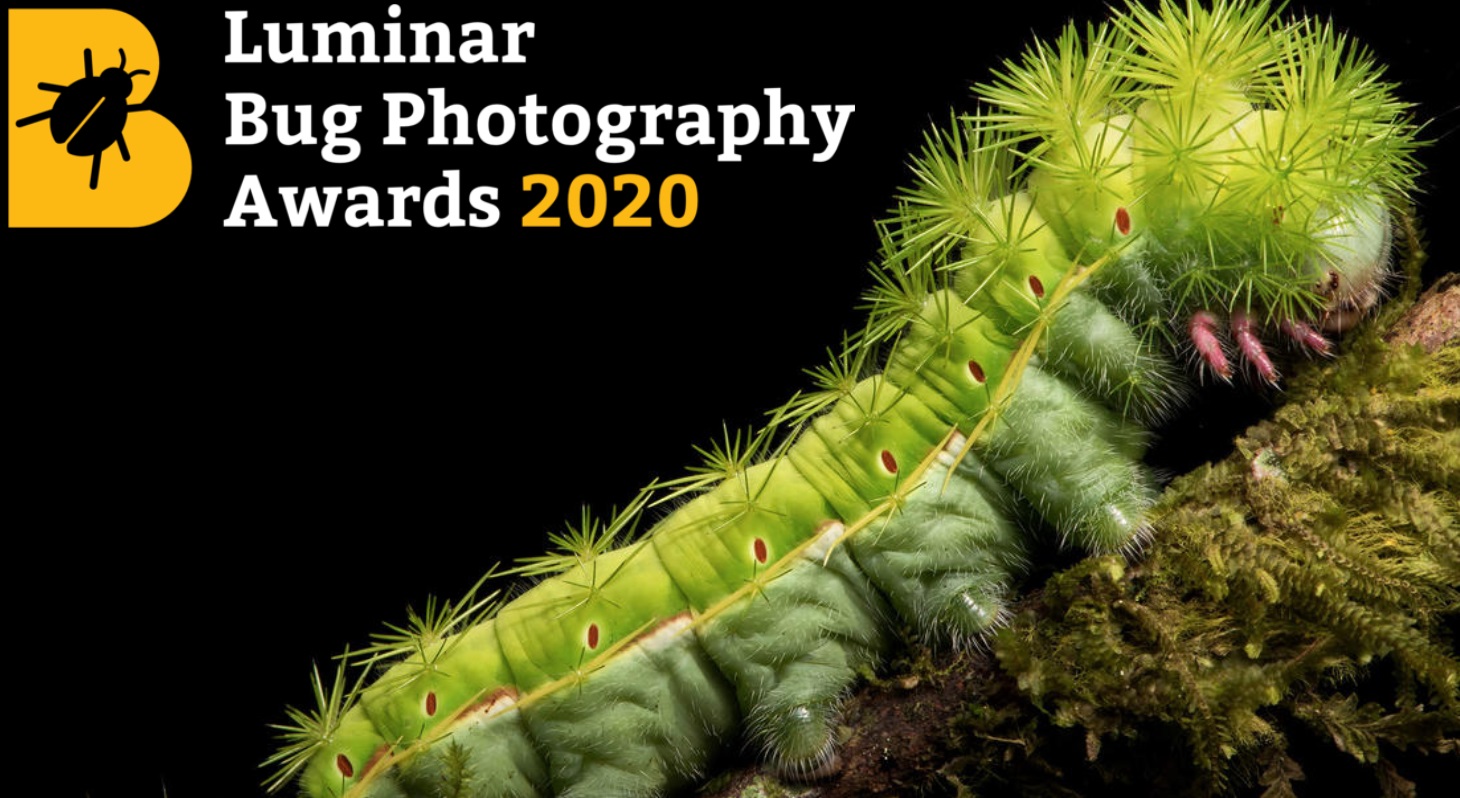 Luminar Bug Photography Awards 2020 | Photo Contest Calendar 2025